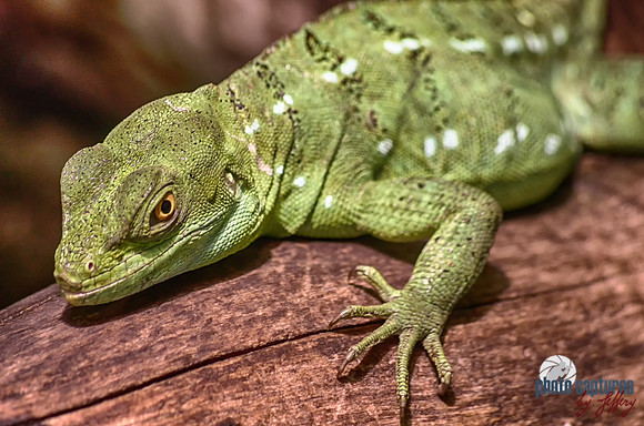 Photo Captures by Jeffery | Reptiles, Amphibians, Fish | Green lizard ...