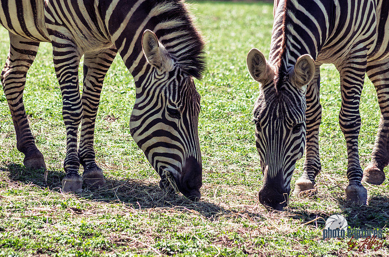 Photo Captures by Jeffery | Zebras-Elands-Antelopes