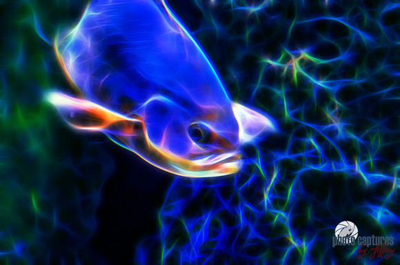 Photo Captures by Jeffery | Artistic Animal Renderings | Electric Fish