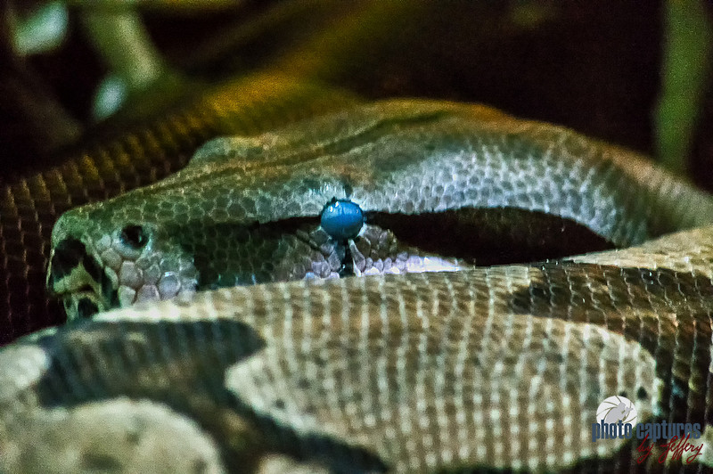 Photo Captures by Jeffery | Reptiles, Amphibians, Fish | Python coiled ...