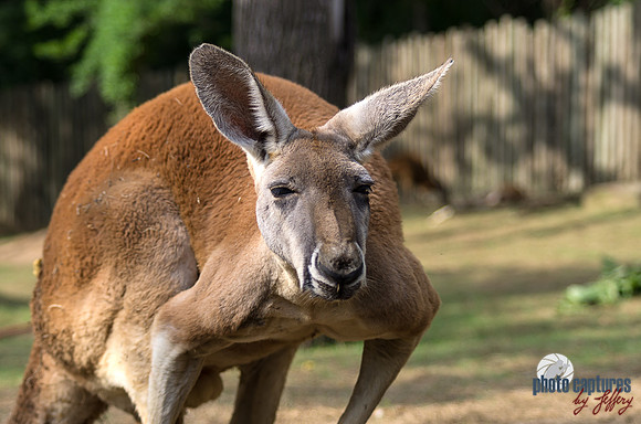 Photo Captures by Jeffery | Wallabies and Red Kangaroos | Red Roo ...